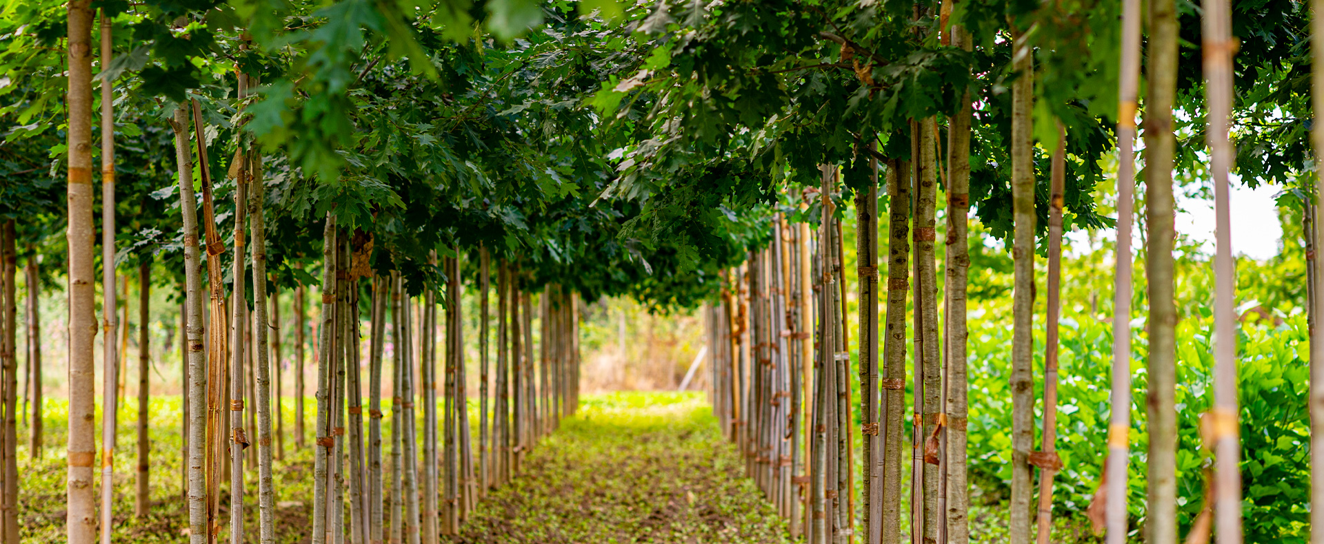 Loidl Baumschule - Baumschule