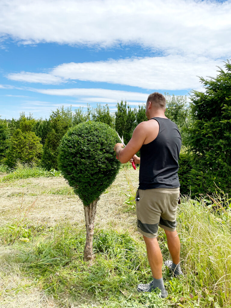 Loidl Baumschule - Baumschule