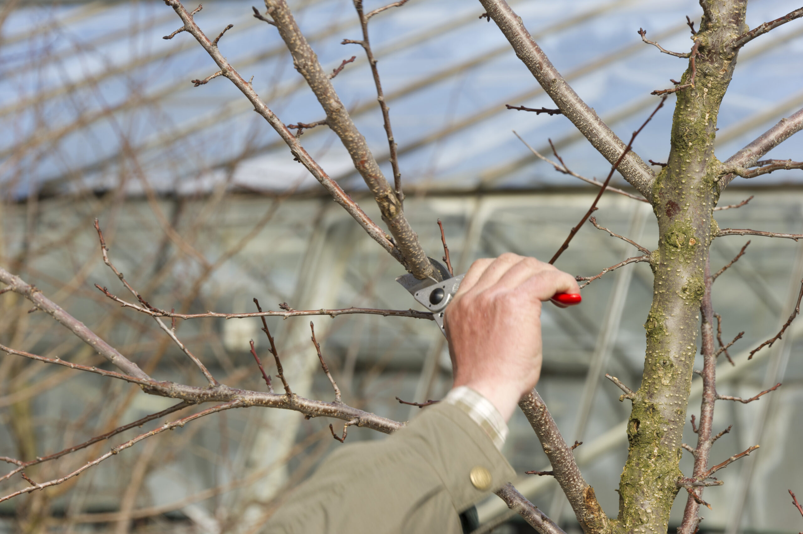 Loidl Baumschule - Loidl Baumschule